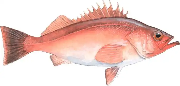 Chilipepper Rockfish - Forno Bravo. Authentic Wood Fired Ovens